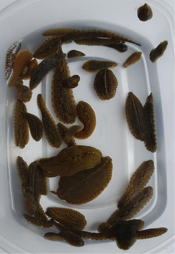 Leeches For Sale – Leeches.com